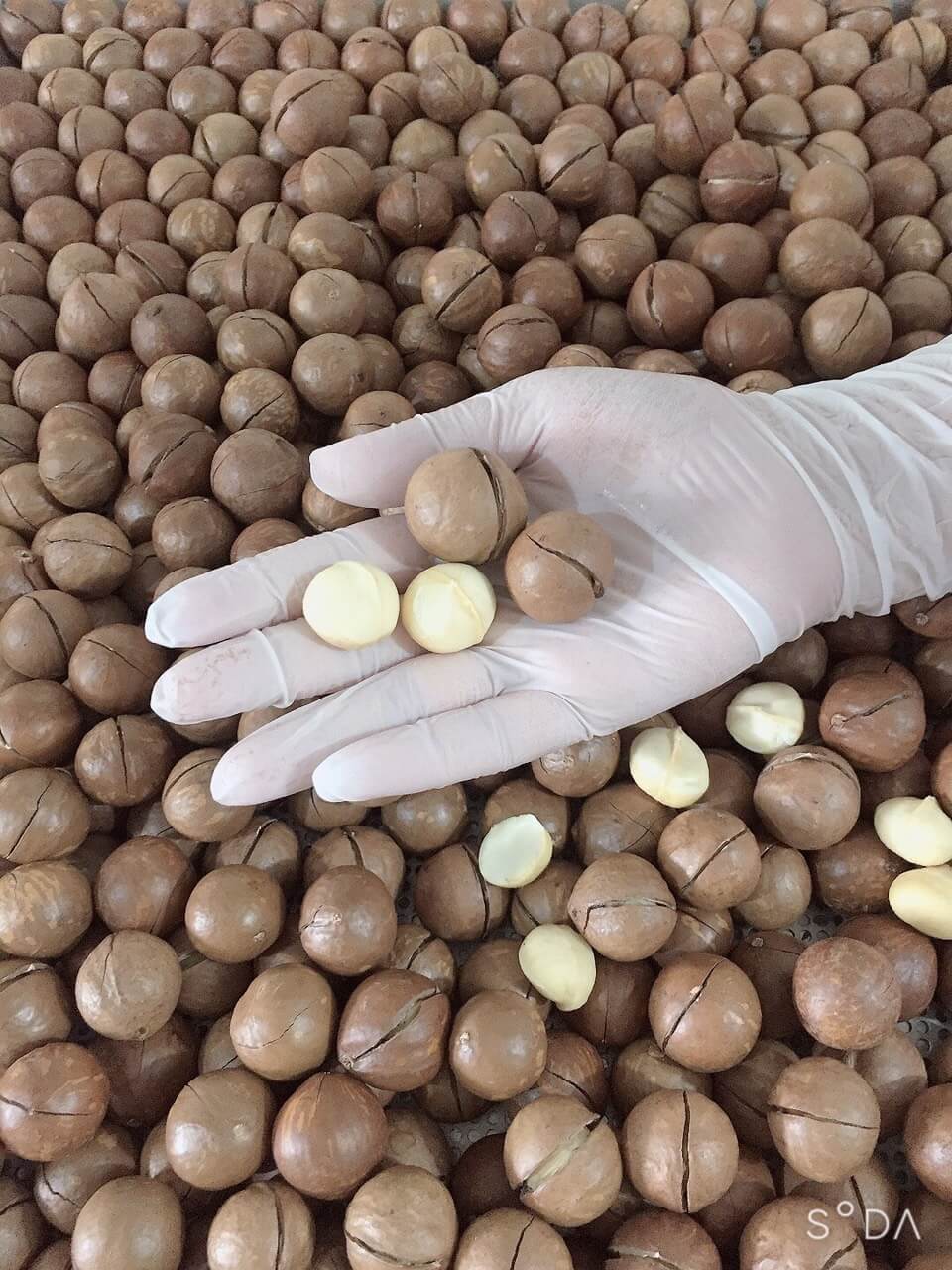 HẠT MACCA SẤY KHÔ CÓ TỐT KHÔNG? – Tin tức