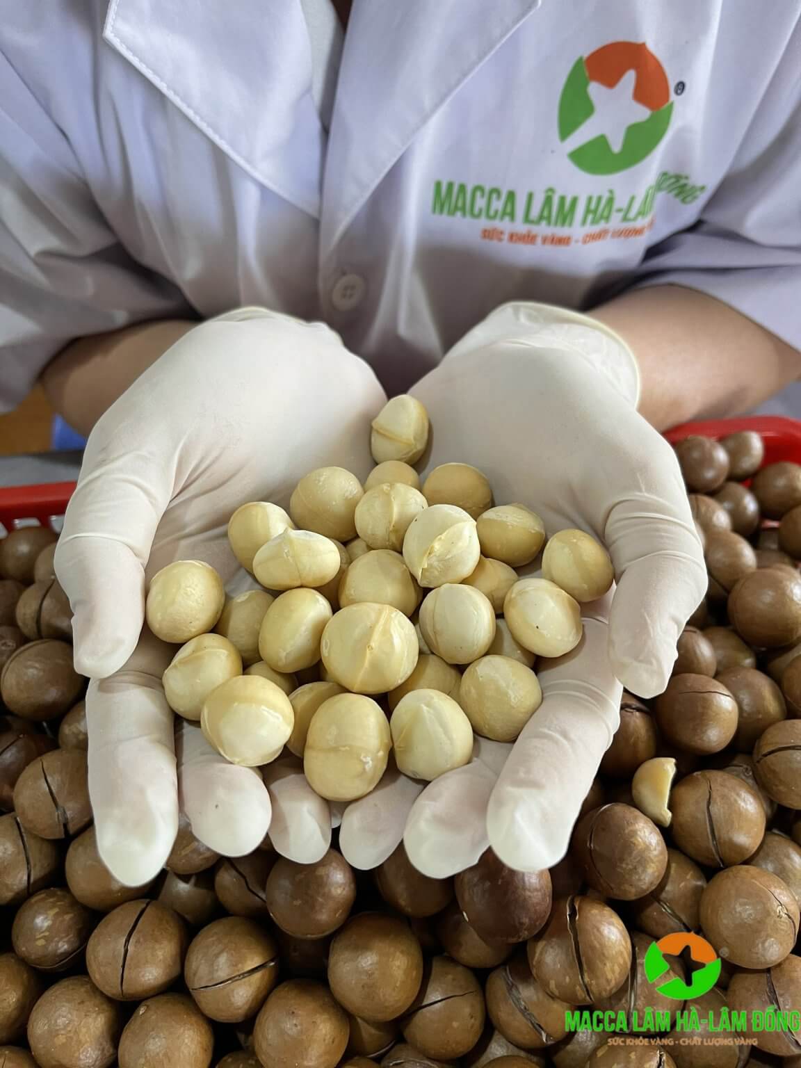 Hạt macca tươi - thực phẩm giàu dinh dưỡng cho cả gia đình