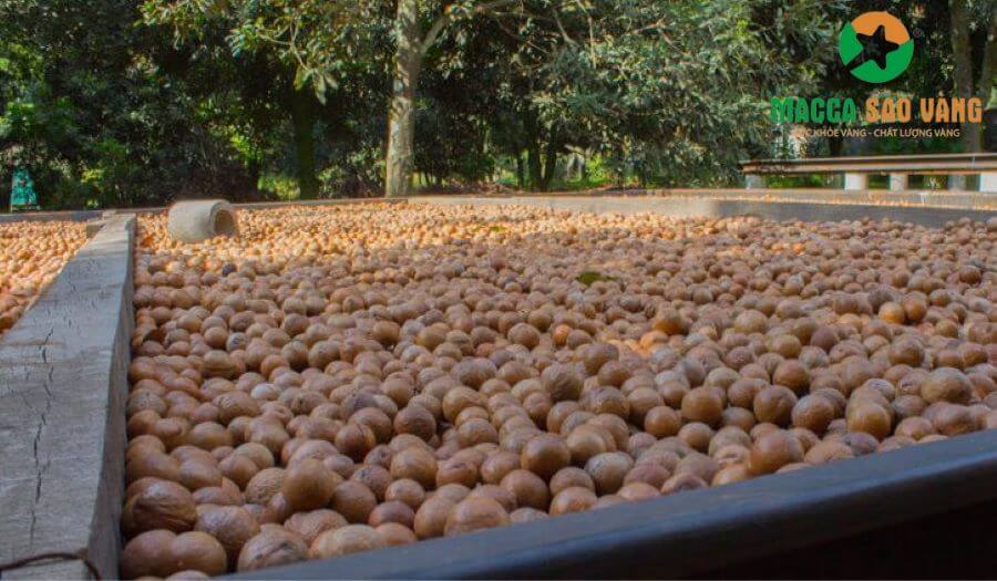 Thu hoạch macca - Kiến thức nhà nông – Sao Vàng Macca| Sức khỏe vàng ...